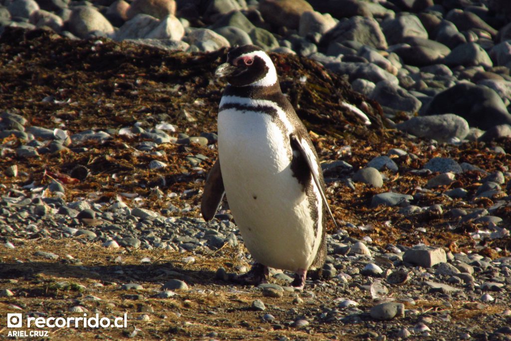 Isla Magdalena: un imperdible de Punta Arenas - Recorrido.cl - Blog