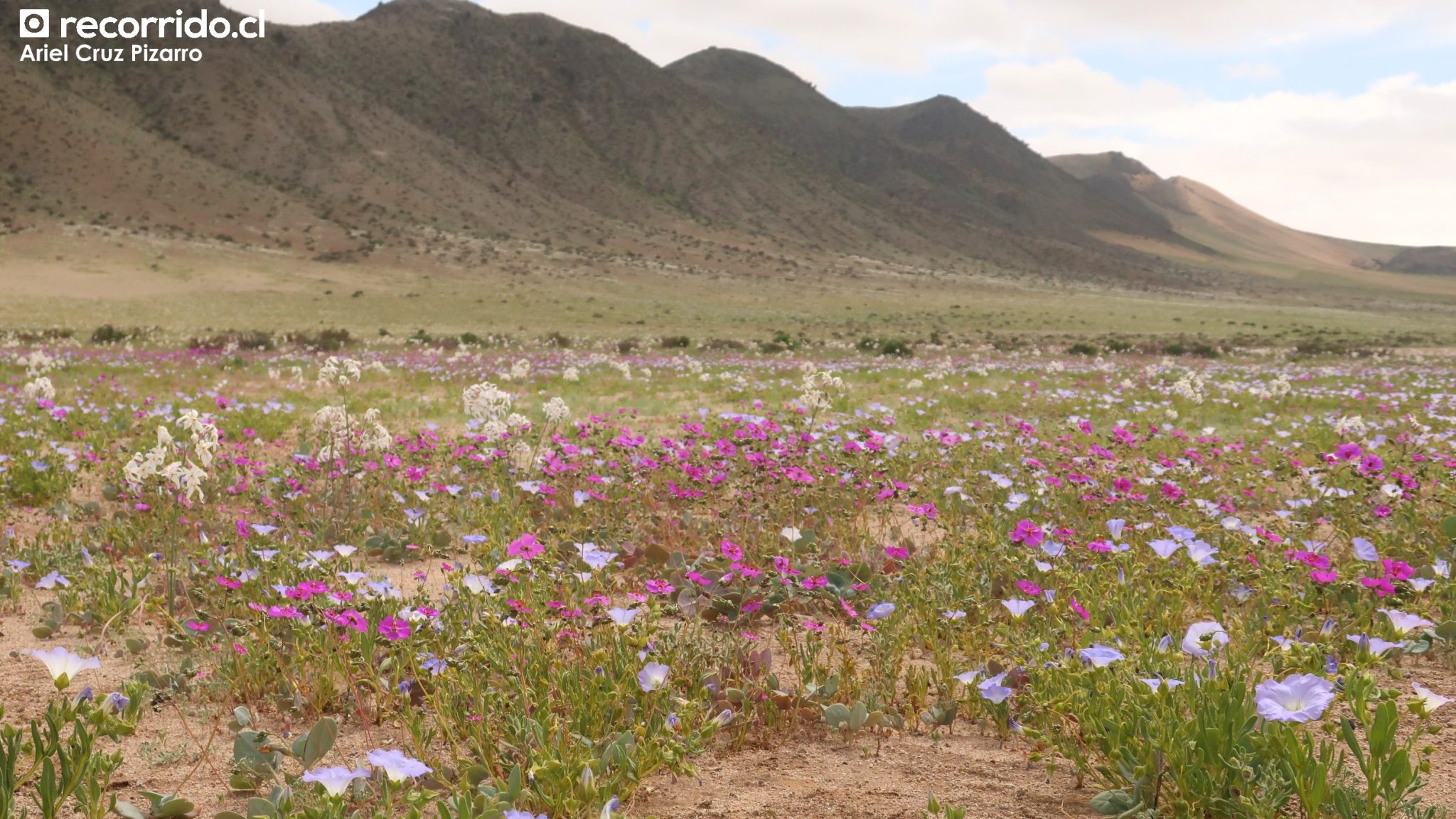 Desierto Florido 2022: mini guía para que sepas cómo conocerlo ...