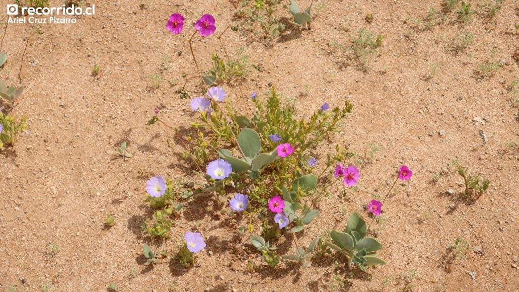 Desierto Florido 2022: mini guía para que sepas cómo conocerlo ...